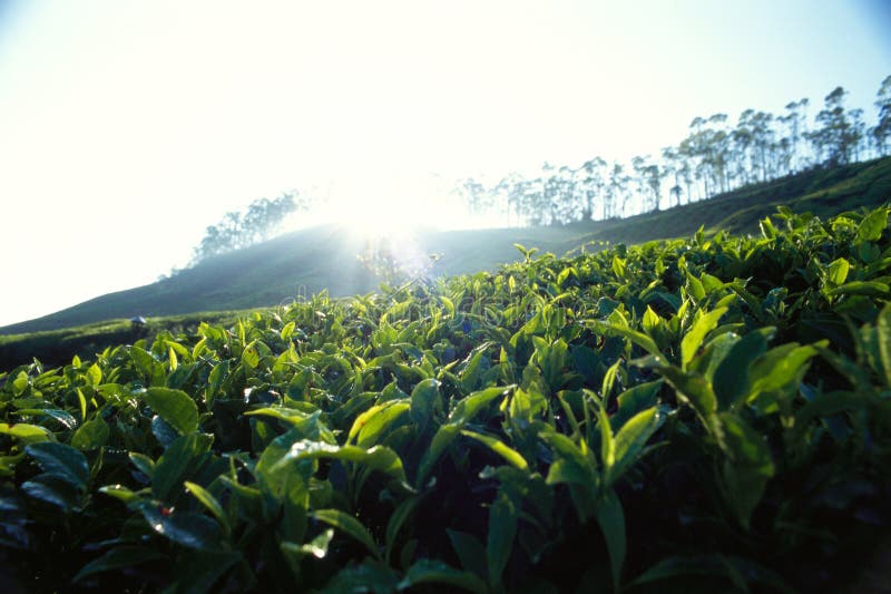 Indian Tea Garden Plantation Crop Estate India Stock Image - Image of ...