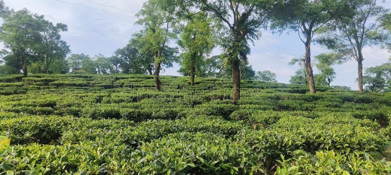 Tea Garden of North India, North Bengal Stock Photo - Image of north ...