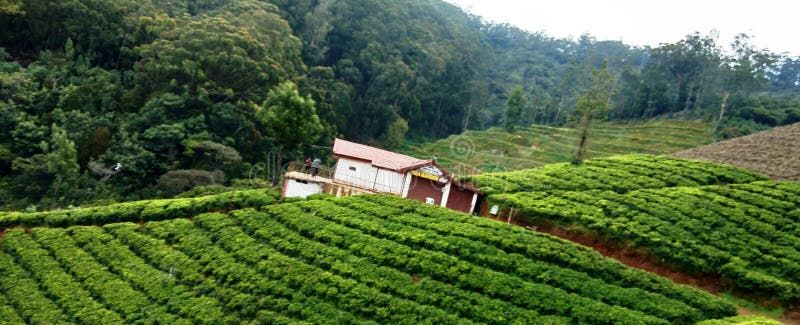 Tea garden view , Ooty. stock image. Image of field - 247453539