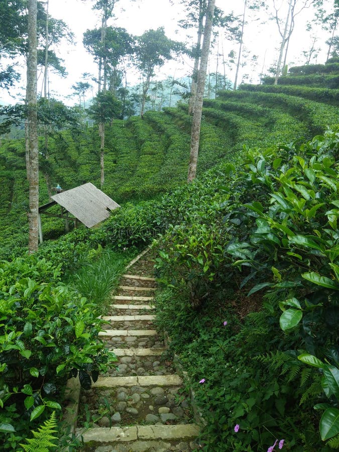 Tea garden photo stock photo. Image of forest, yard - 243810806