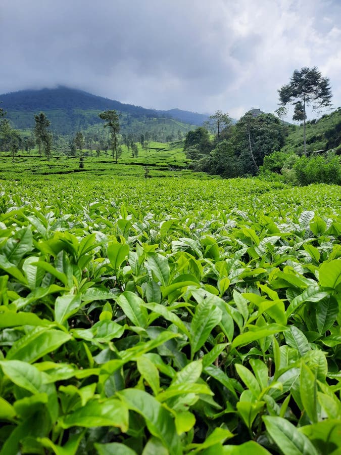 Tea Garden in a Quiet Morning Stock Photo - Image of leaf, garden ...