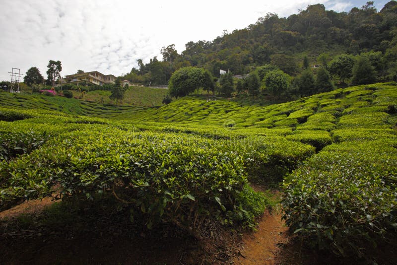 Tea garden scenery stock photo. Image of flora, freshness - 26151864