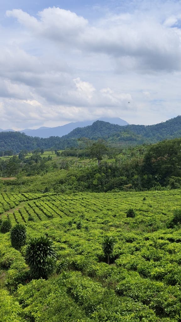 Tea Garden in Subang, West Java Stock Photo - Image of subang, garden ...