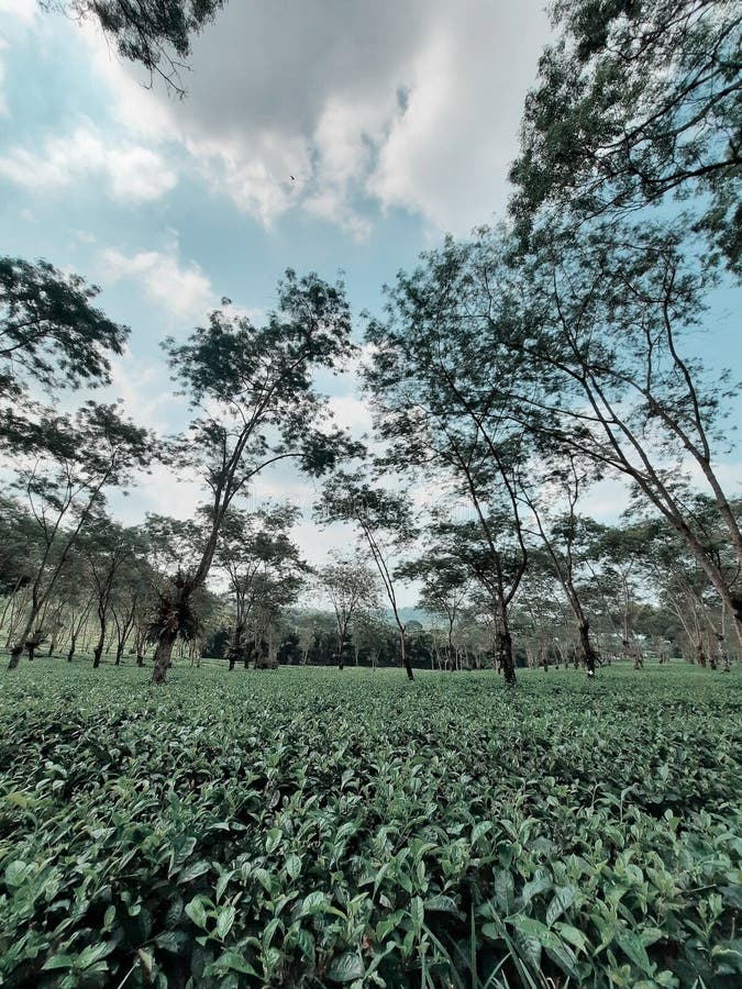Tea Garden with Sunny Weather O a Very Cool View Stock Image - Image of ...