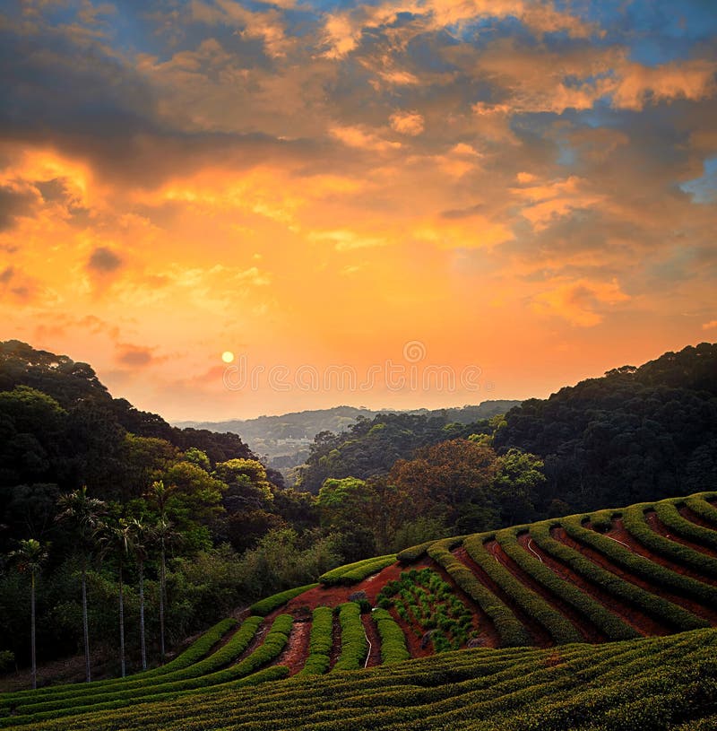 Tea Garden Sunset in the Summer Time with Nice Background View Stock ...