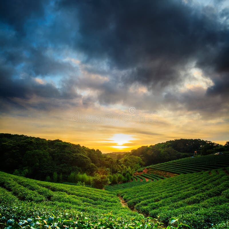 Tea garden sunset stock photo. Image of golden, malaysia - 42770088