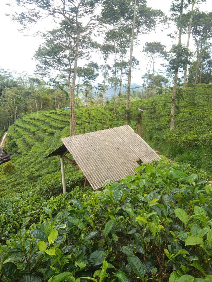 Tea garden tour stock photo. Image of vegetation, farm - 243812320