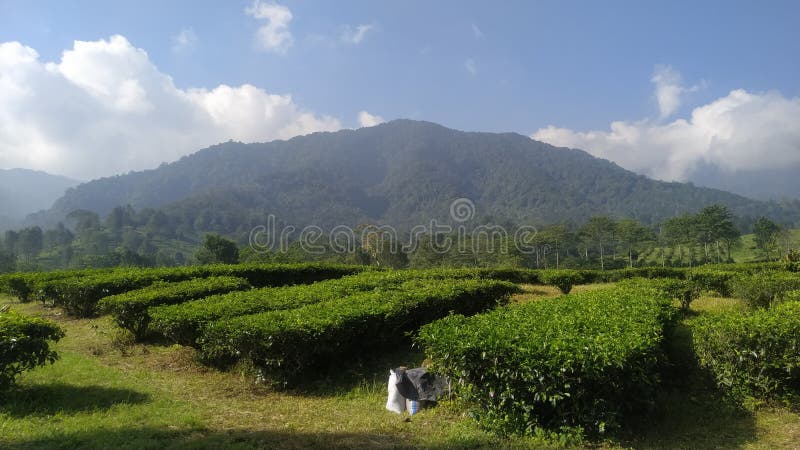 Tea garden under the hill stock photo. Image of outdoor - 314513490