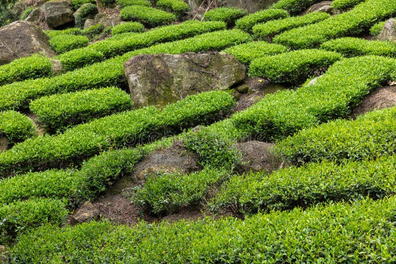 Tea Garden. Tea Garden Under the Spring Sunshine. a Corner of the Tea ...