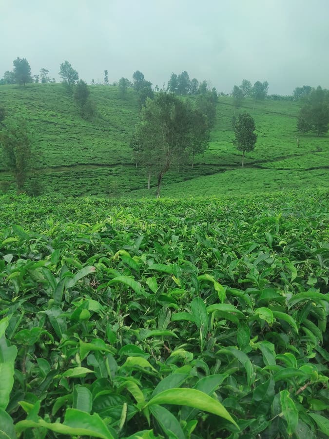 A Tea Garden in a Very Beautiful Cugenang Area Stock Photo - Image of ...