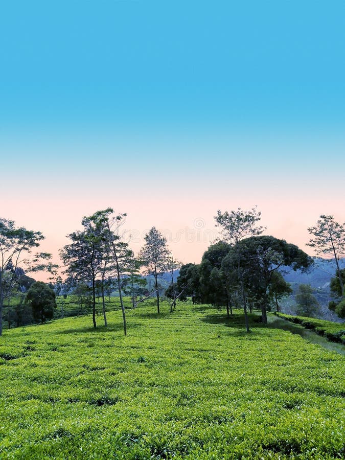 Tea Garden View editorial photo. Image of forest, trees - 244031176