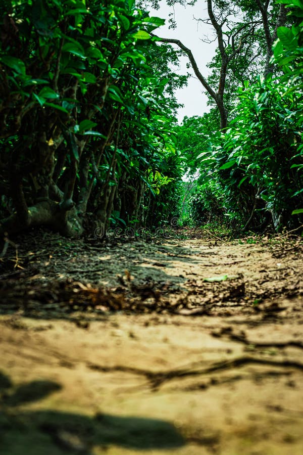 Tea Garden with Walking Trails Leading Line and Many Tree in the ...