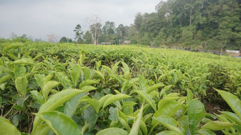 Tea Garden in Java, Indonesia 1262 Stock Photo - Image of purple ...