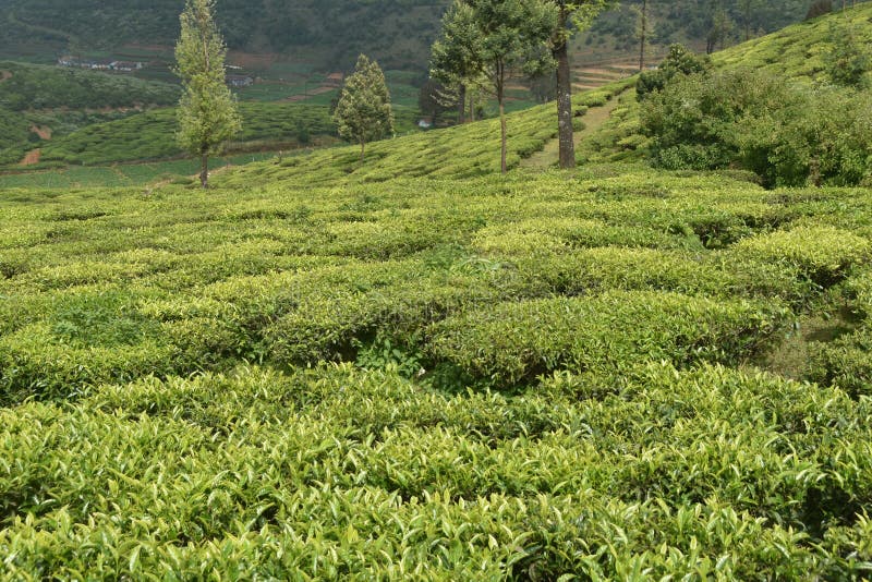 Tea Gardens in India stock photo. Image of farm, gardens - 79954984
