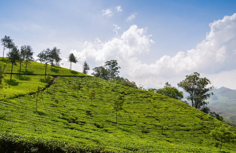 Tea gardens stock photo. Image of kerala, farm, field - 272553230