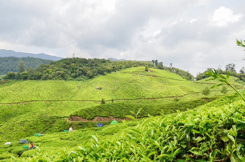 Tea Gardens at Munnar, editorial photography. Image of garden - 272553297