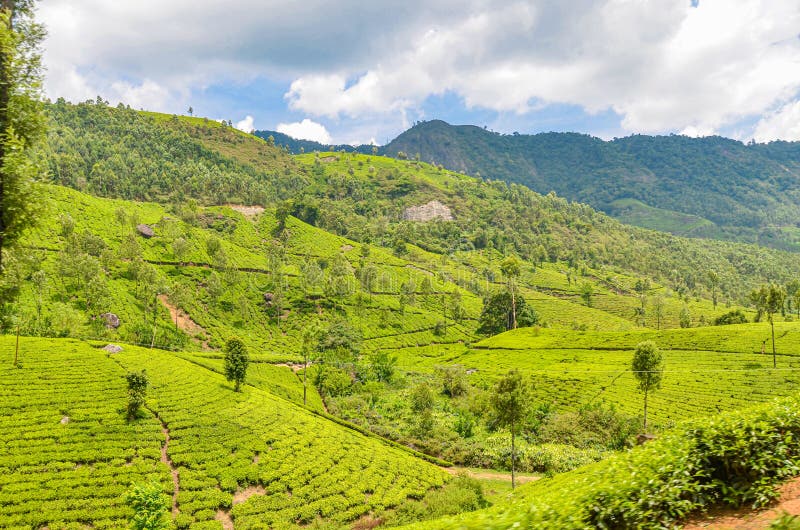 Tea Gardens at Munnar, stock image. Image of green, asian - 272625859