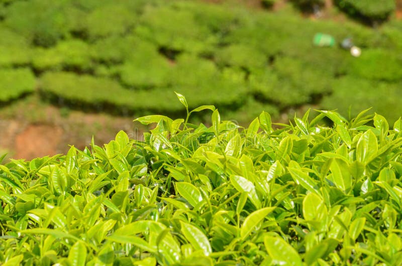 Tea Gardens at Munnar, stock image. Image of garden - 272677011