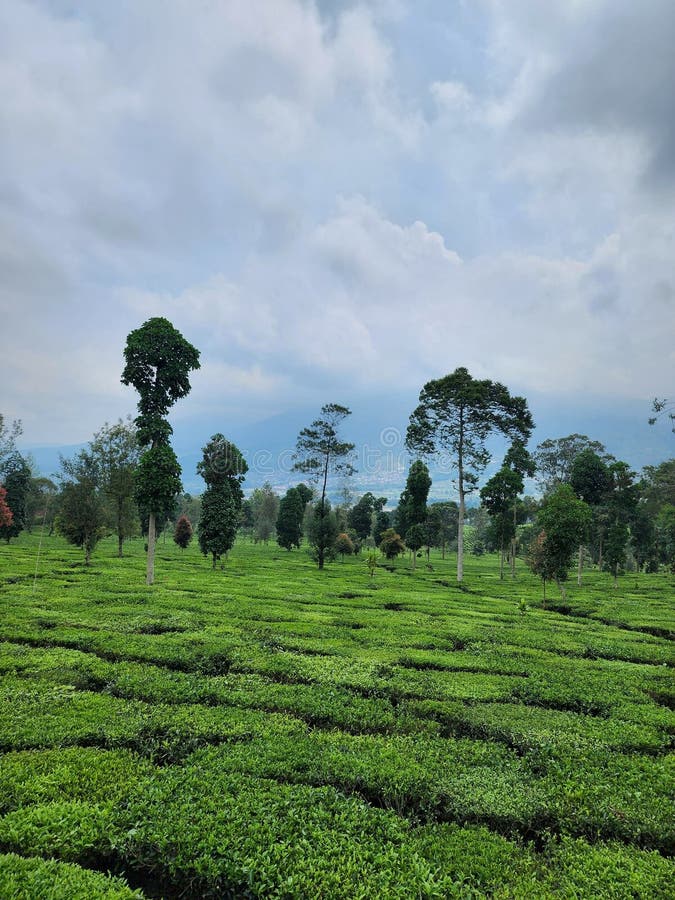 Tea Gardens and Trees in the Mountain Stock Photo - Image of trees ...