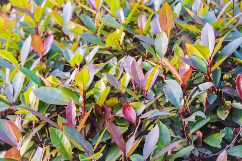 Tea green bush stock image. Image of china, plant, green - 116282405