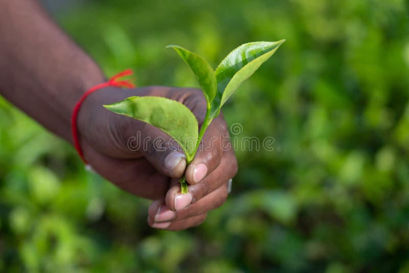 Tea Green Leave in Human Hand, Sri Lanka Stock Image - Image of leaf ...