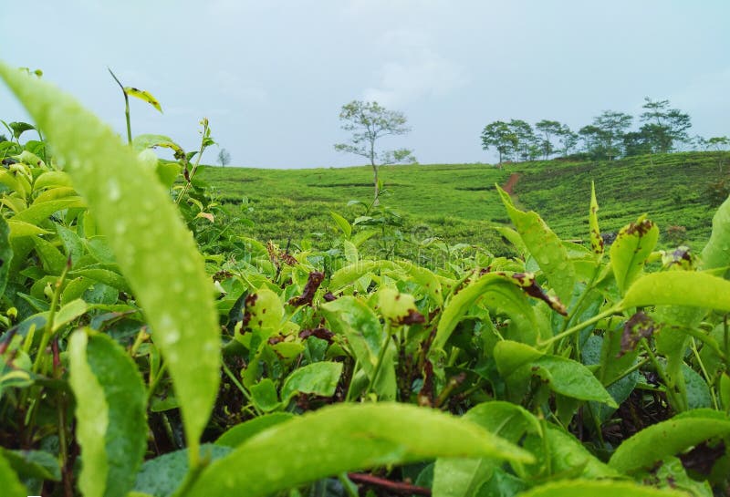 Tea Leave Plantation in Subang Indonesia Stock Image - Image of leave ...