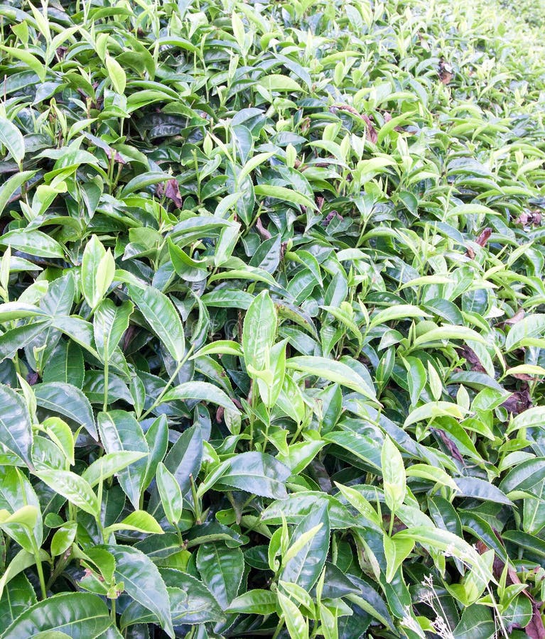 Tea growing on tea farm stock photo. Image of east, green - 82681458