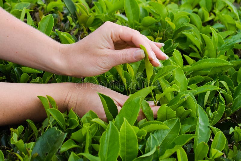 Tea Harvesting, Close Up, Hands Picking Leaves Stock Image - Image of ...