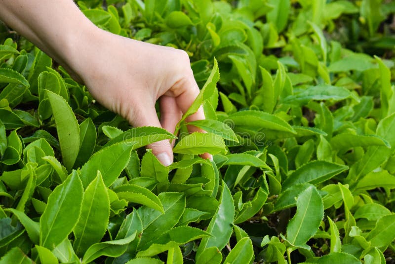 Tea Harvesting, Close Up, Hands Picking Leaves Stock Image - Image of ...