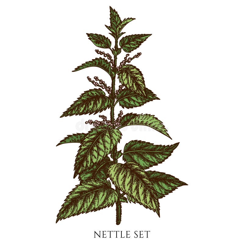 Tea Herbs Hand Drawn Vector Illustrations Collection. Colored Nettle ...