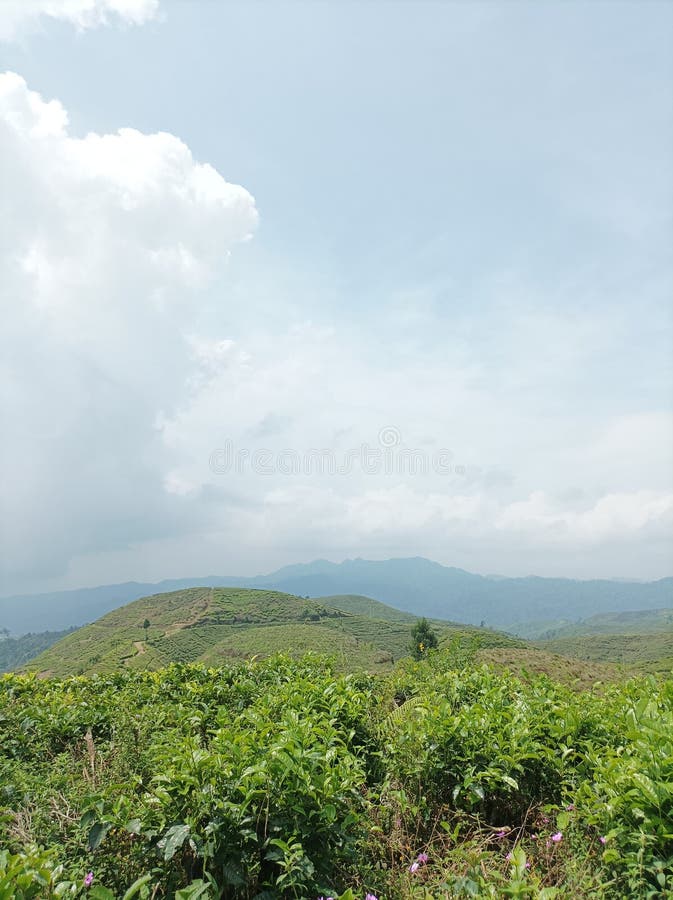 The Tea Hill is Very High and the Leaves are Green and the Air is Very ...