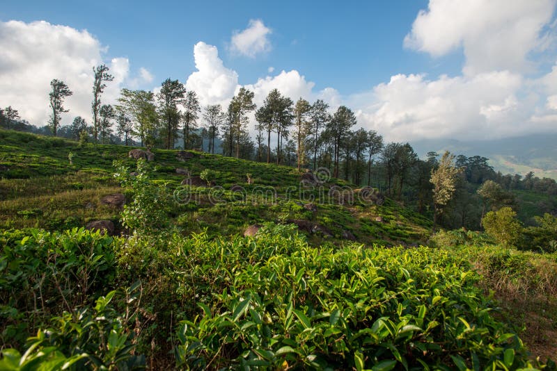 Tea hills in Kandy stock photo. Image of beautiful, eliya - 183791046