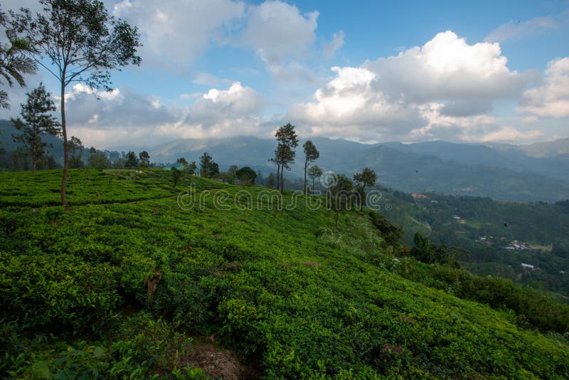 Tea hills in Kandy stock image. Image of lanka, india - 183791437