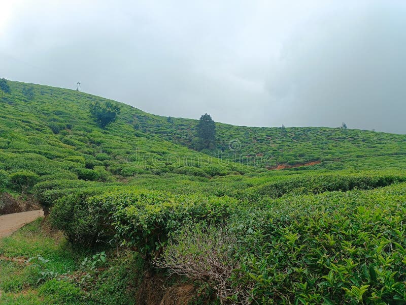 Tea hills and plantation stock photo. Image of green - 273666274