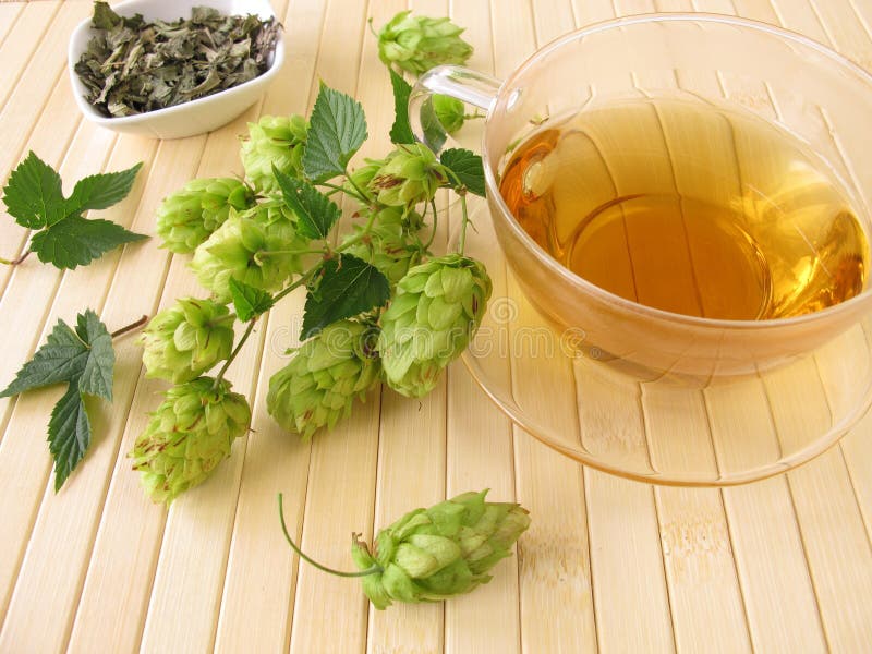 Tea with hops stock photo. Image of female, hops, healing - 28121716