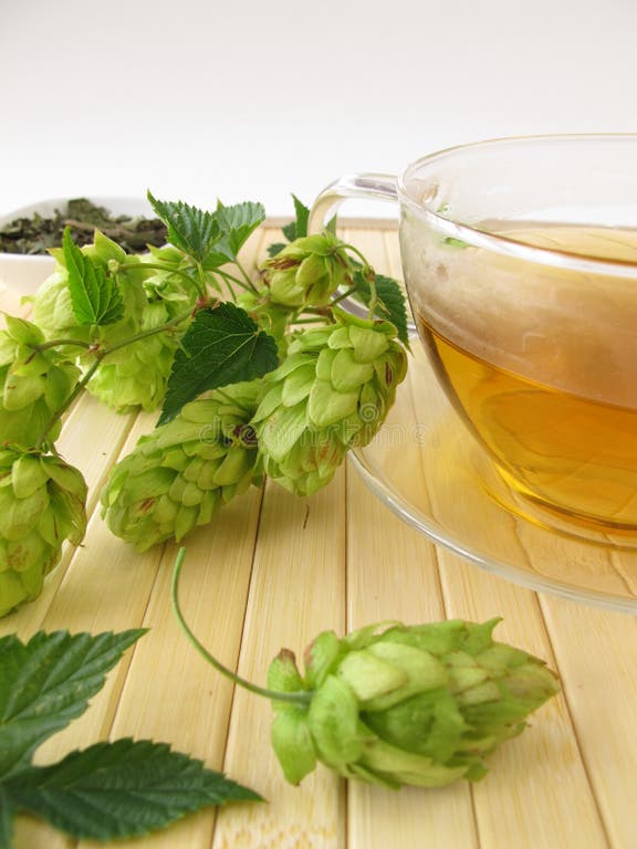 Tea with hops stock photo. Image of wellness, healing - 28121736