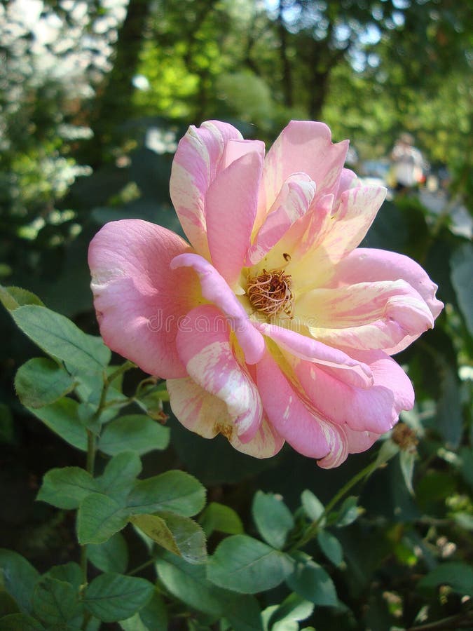 Hybrid Tea Rose stock photo. Image of isolated, flower - 2471278