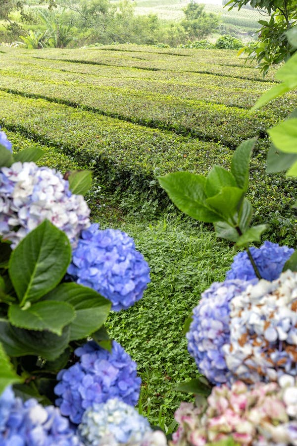 Tea and Hydrangeas in Europe Stock Photo - Image of organic, miguel ...