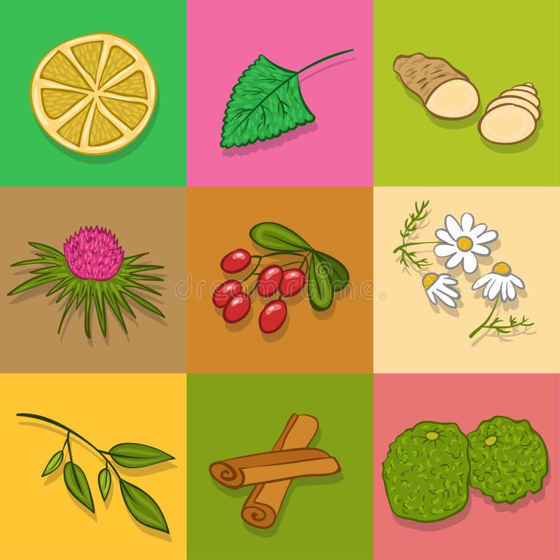 Tea Ingredients. Vector Set or Collection. Cup in Hand Stock Vector ...