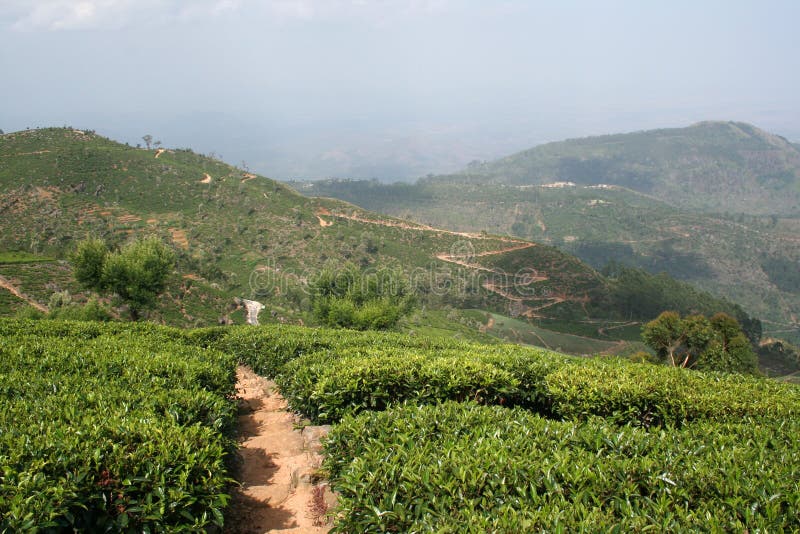Tea Land stock photo. Image of medic, organic, scene - 11436574