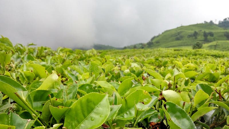 Tea land in west java stock photo. Image of land, fresh - 71127320