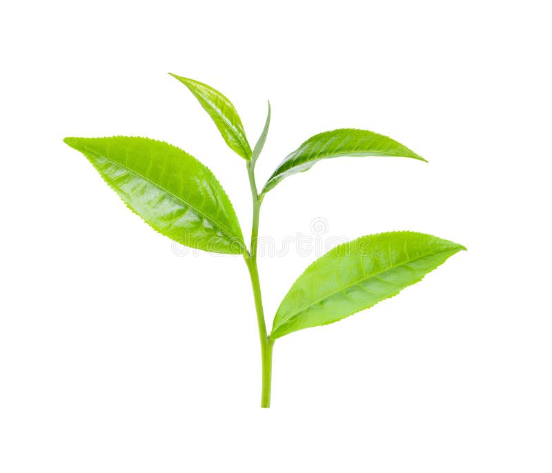 Tea Leaaves on White Background Stock Photo - Image of nature, branch ...