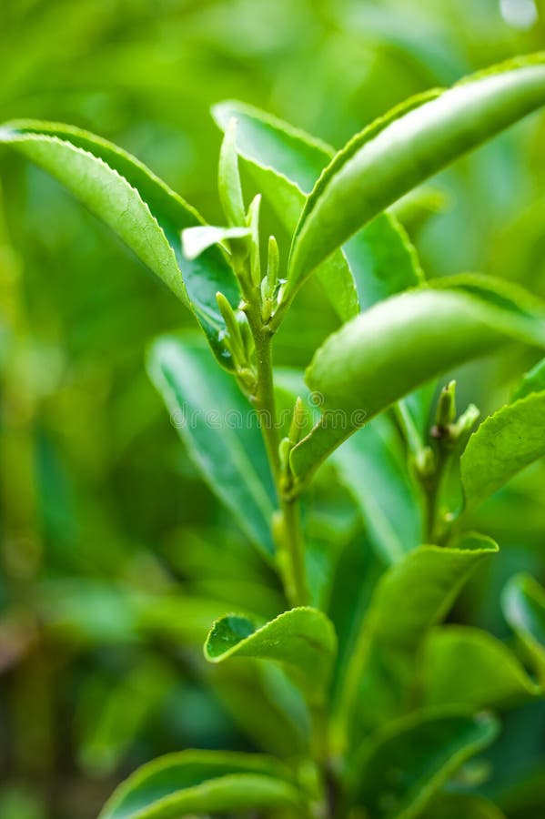 Tea leaf stock image. Image of born, environment, beautiful - 12834511