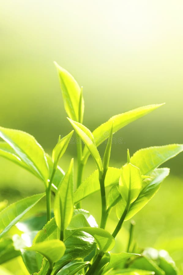 Tea Leaf stock image. Image of bush, details, freshness - 13238579