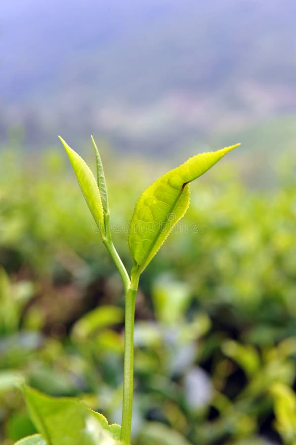 Tea leaf stock image. Image of tree, healthy, leaf, farming - 17433699