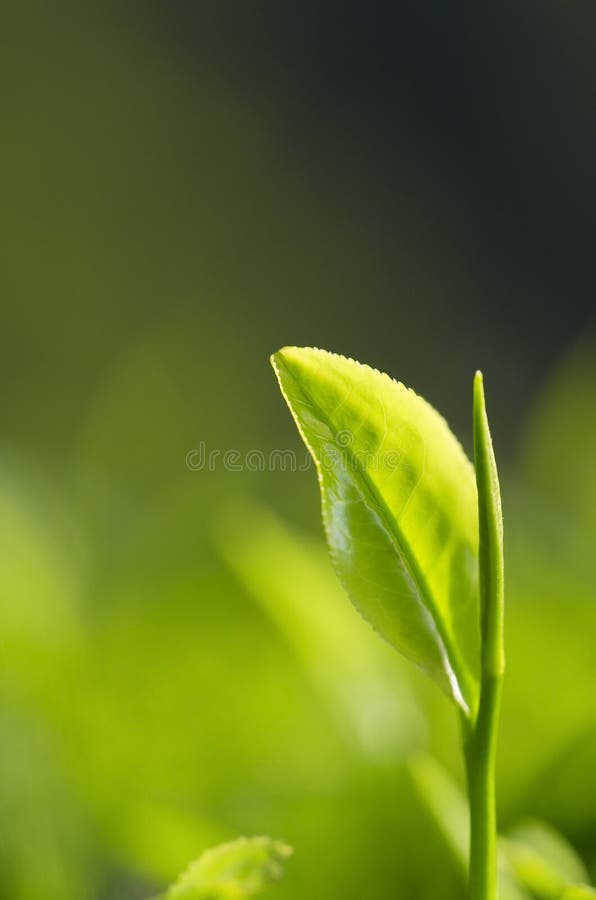 Tea leaf stock image. Image of farm, cultivation, close - 26941025