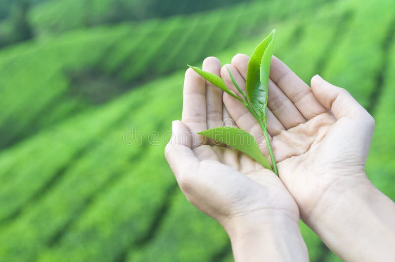Tea leaf stock photo. Image of care, agricultural, beverage - 27332878