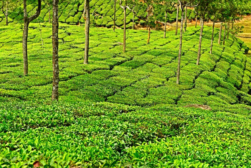 Tea leaf stock image. Image of green, field, freshness - 29542117
