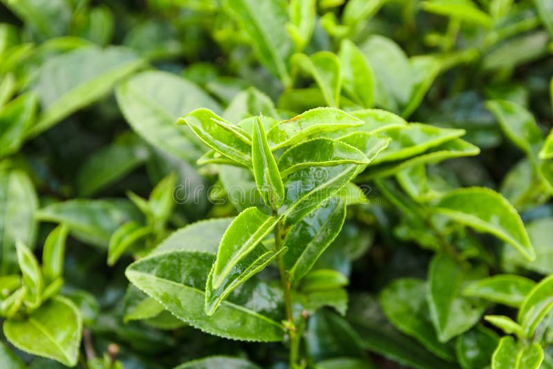 Tea leaf bush stock photo. Image of garden, green, bush - 152196268