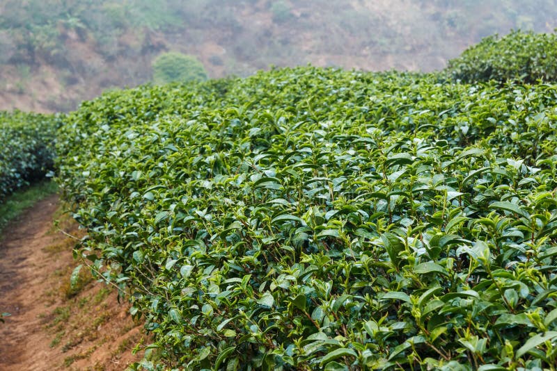 Tea leaf bush stock photo. Image of plantation, field - 152196316